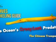 Opening of Bulgari Maldives in 2026. Update