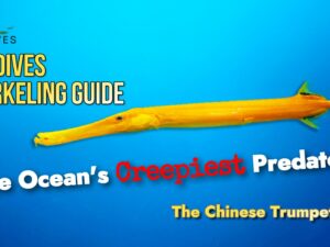 Opening of Bulgari Maldives in 2026. Update