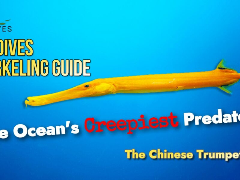 Opening of Bulgari Maldives in 2026. Update