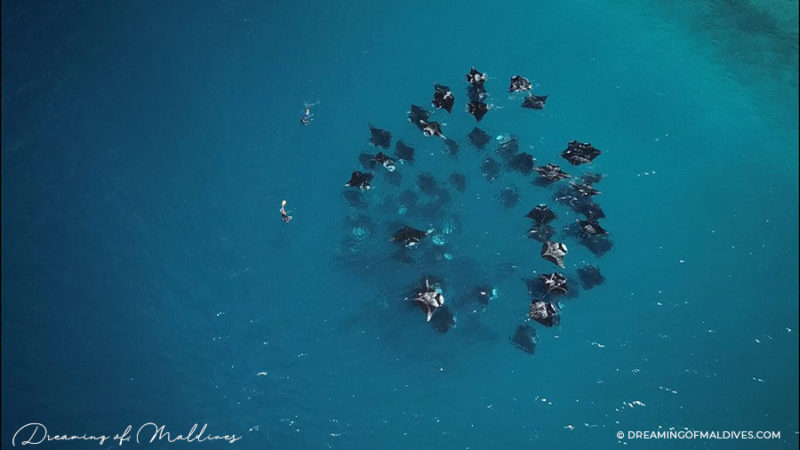 Everything you Need To Know About Hanifaru Bay. My Complete Guide