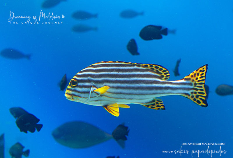 Why are there so many species of fishes in Maldives