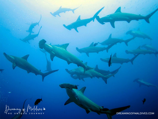 5 of the most common sharks spotted in the Maldives