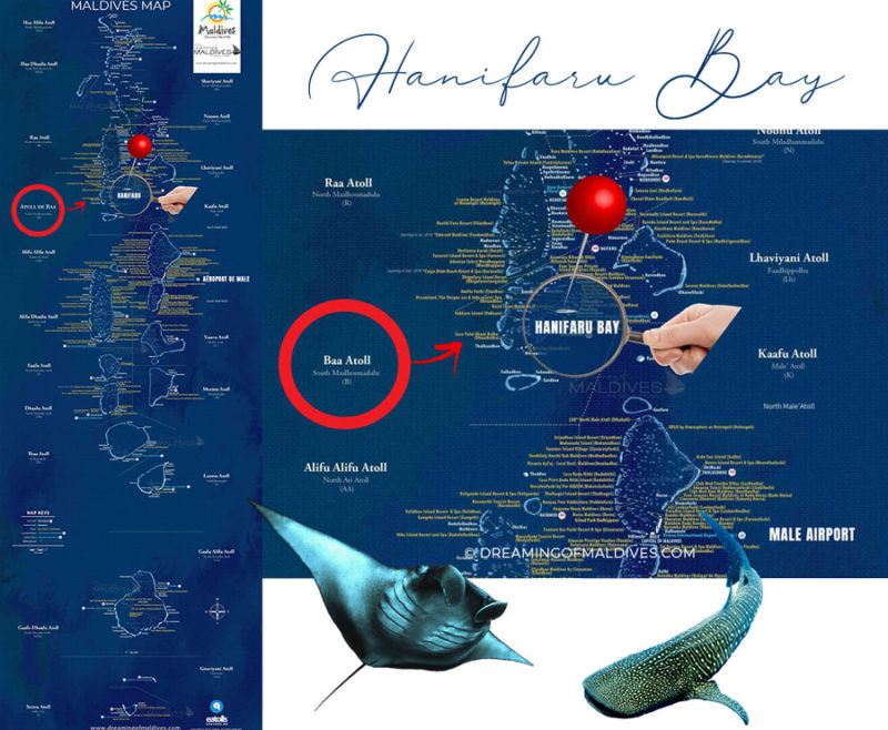 Everything you Need To Know About Hanifaru Bay. My Complete Guide