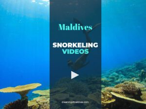 Opening of Bulgari Maldives in 2026. Update