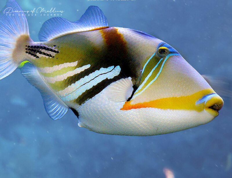 Four Seasons Maldives new seaplane looks like a Triggerfish