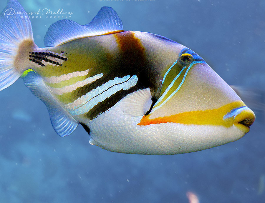 Sea Fish Species Az With Pictures And Names Pdf - Infoupdate.org