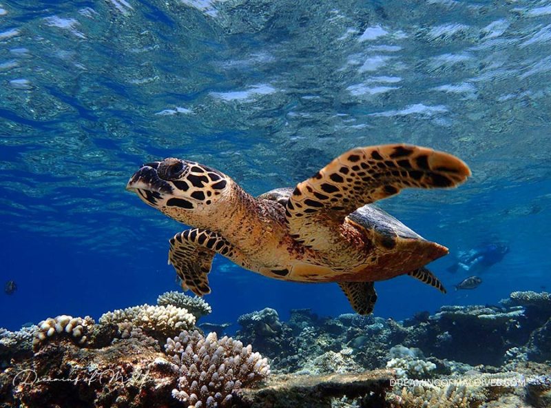 Maldives Best House Reefs in 2026 - The TOP Resorts