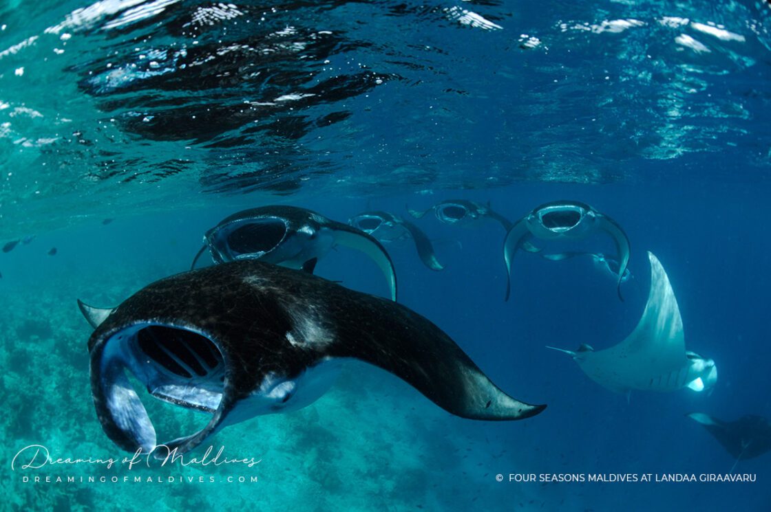5 Dreamy Resorts to Swim With Manta Rays in Maldives