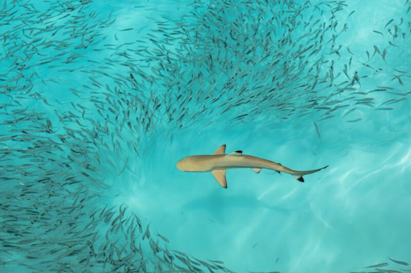 Maldives Shark Fishing Ban Update : The Dream at Risk