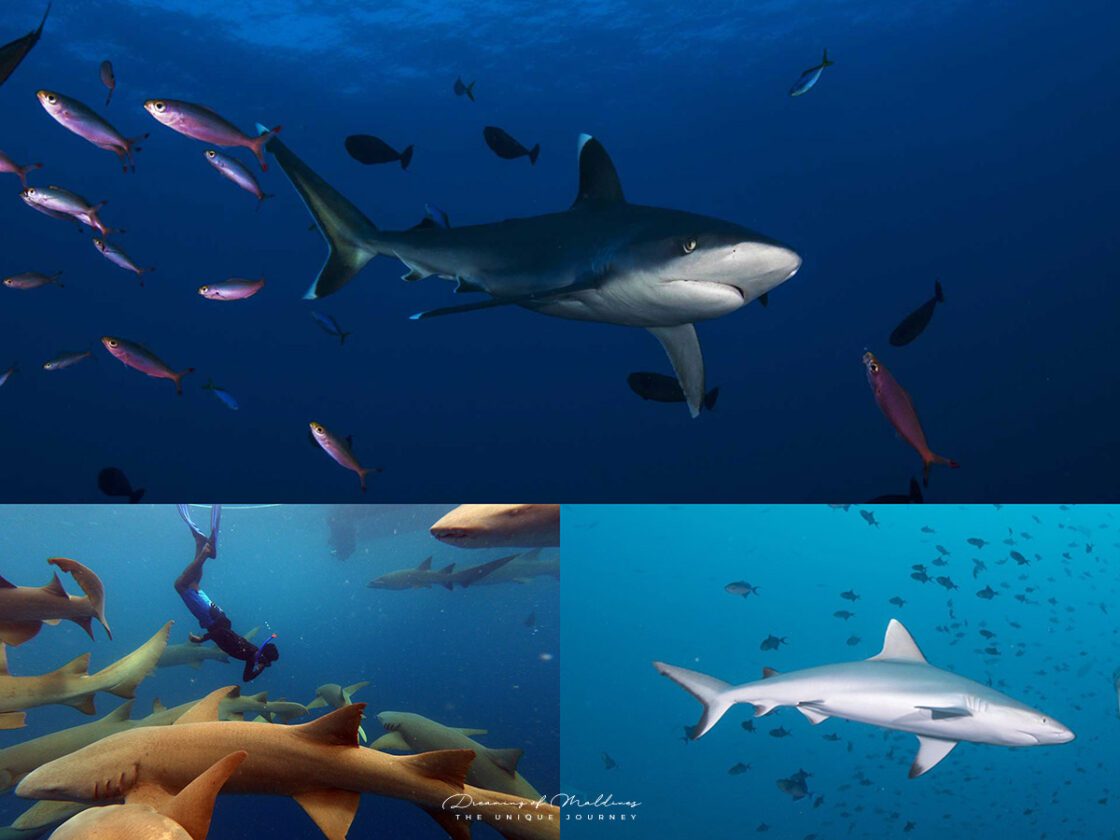 5 of the most common sharks spotted in the Maldives