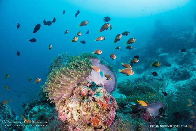 8 Of The Best Dive Spots in Baa Atoll, Maldives