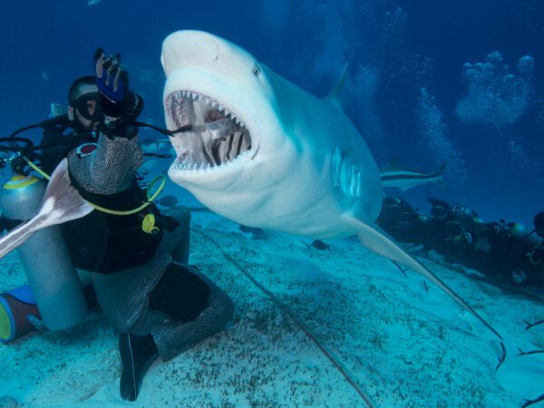 Sharks In Maldives : Myths And Frequent Questions