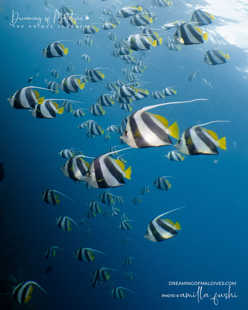 10 Common Fishes you will meet while Snorkeling in Maldives
