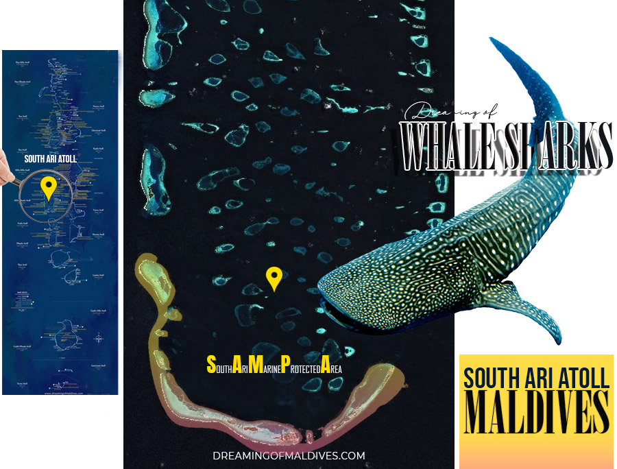 Maldives Best Resorts To Stay for Whale Sharks in South Ari Atoll