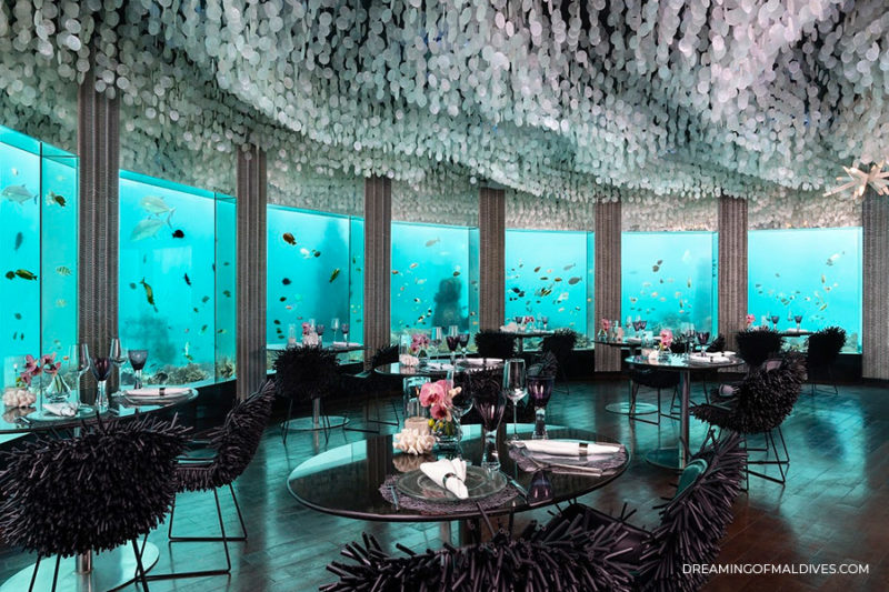 7 Underwater Restaurants in Maldives for a Dream Dining Under The Sea